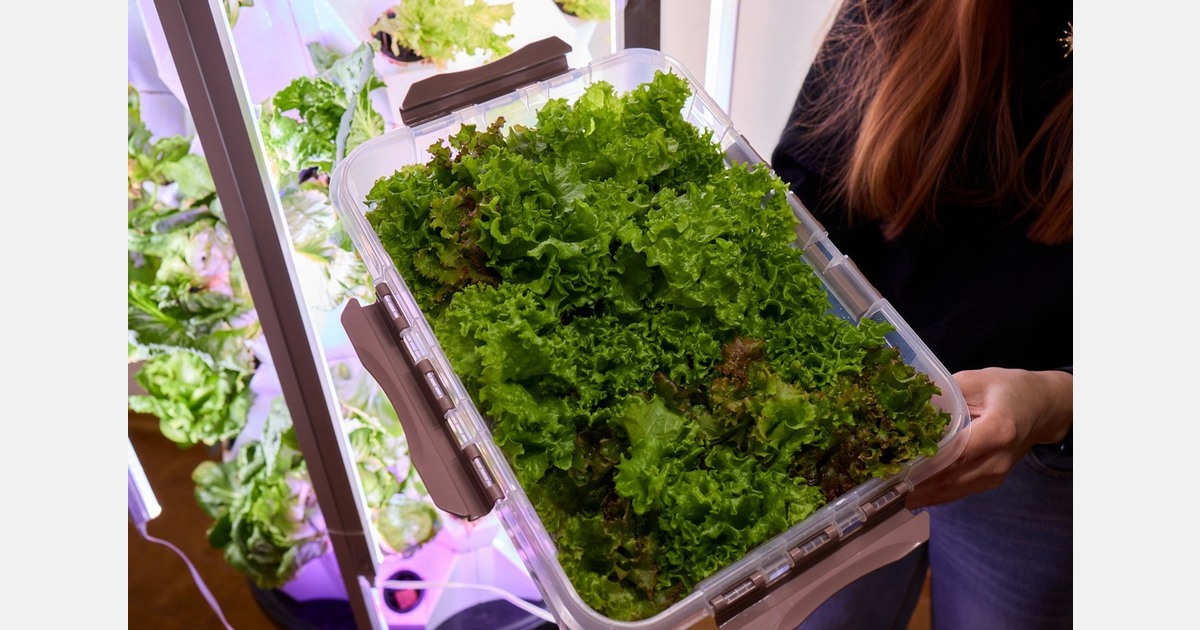 US (GA): Students learn farm-to-table by harvesting lettuce in Putnam ...