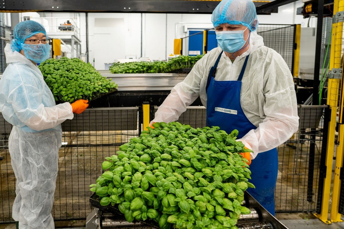 UK: Fischer Farms secures LEAF accreditation for Norwich vertical farm