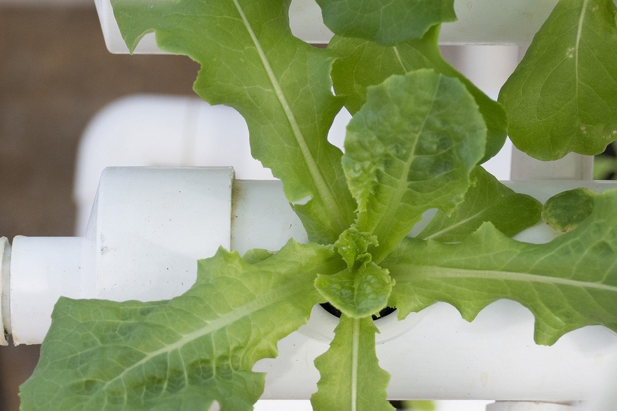 US (OK): OSU programs collaborate against food insecurity