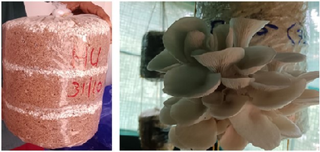 India: Transforming rural livelihoods through mushroom cultivation in ...