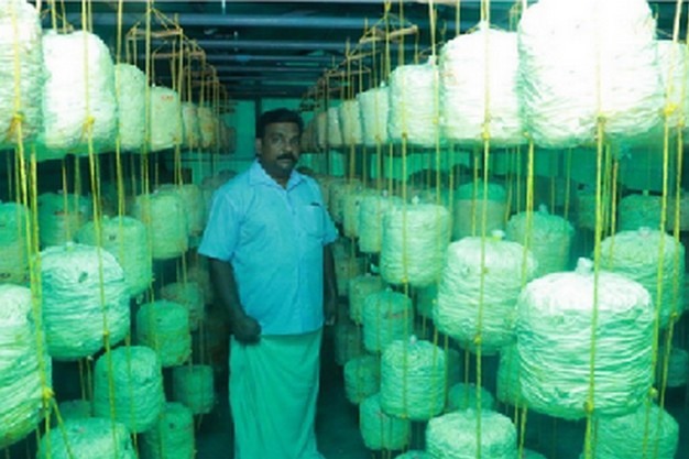 India: Transforming rural livelihoods through mushroom cultivation in ...