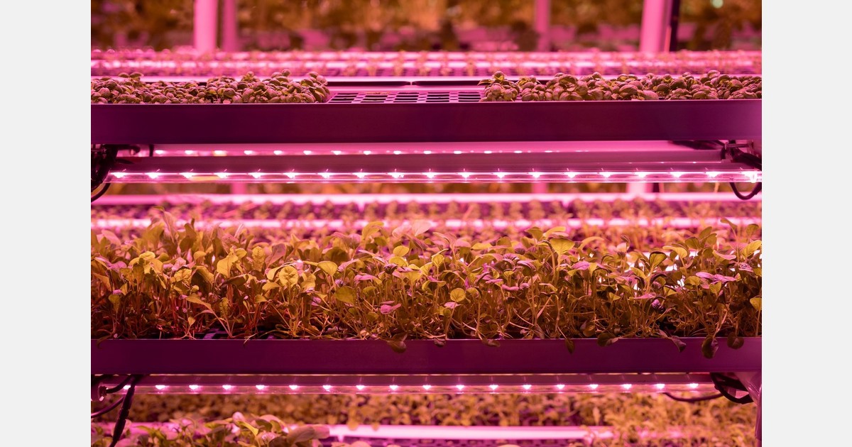 Emirates’ Bustanica vertical farm targets retail, catering beyond ...