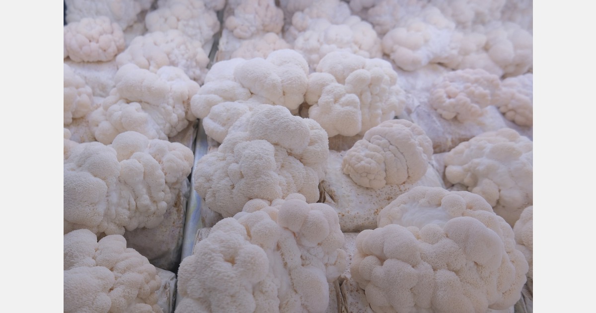 Urban Farm‑It rebrands as Urban Farm‑Produce